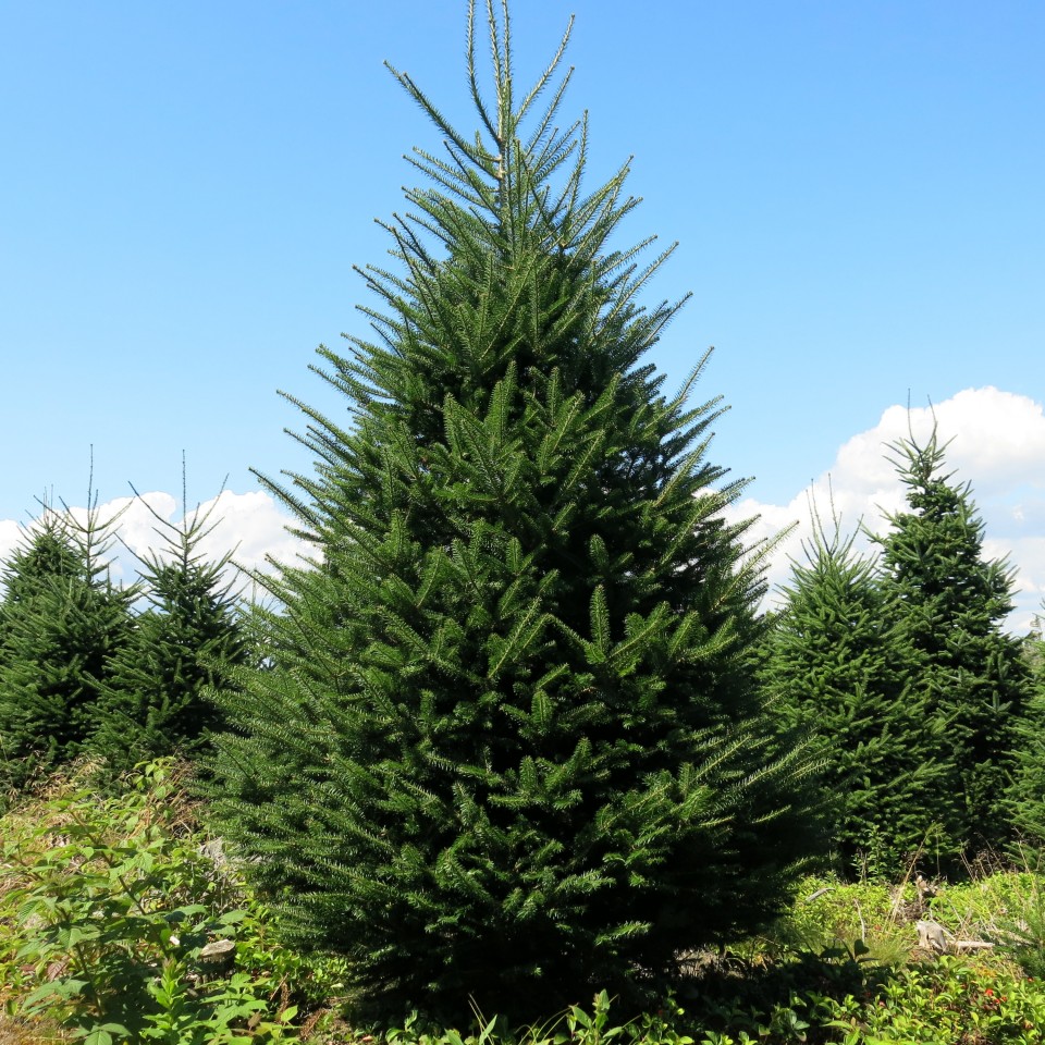 Spike Christmas Trees | Jeddore Oyster Pond, Nova Scotia, Canada